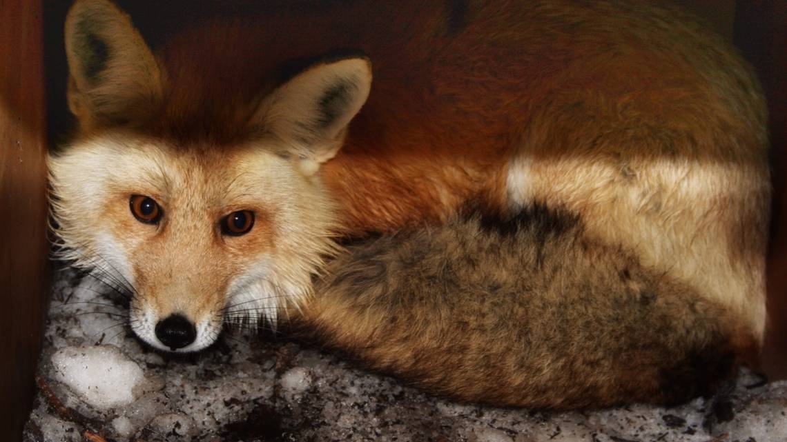 Mammalian Ecology and Conservation Unit – Using genetic and genomic ...