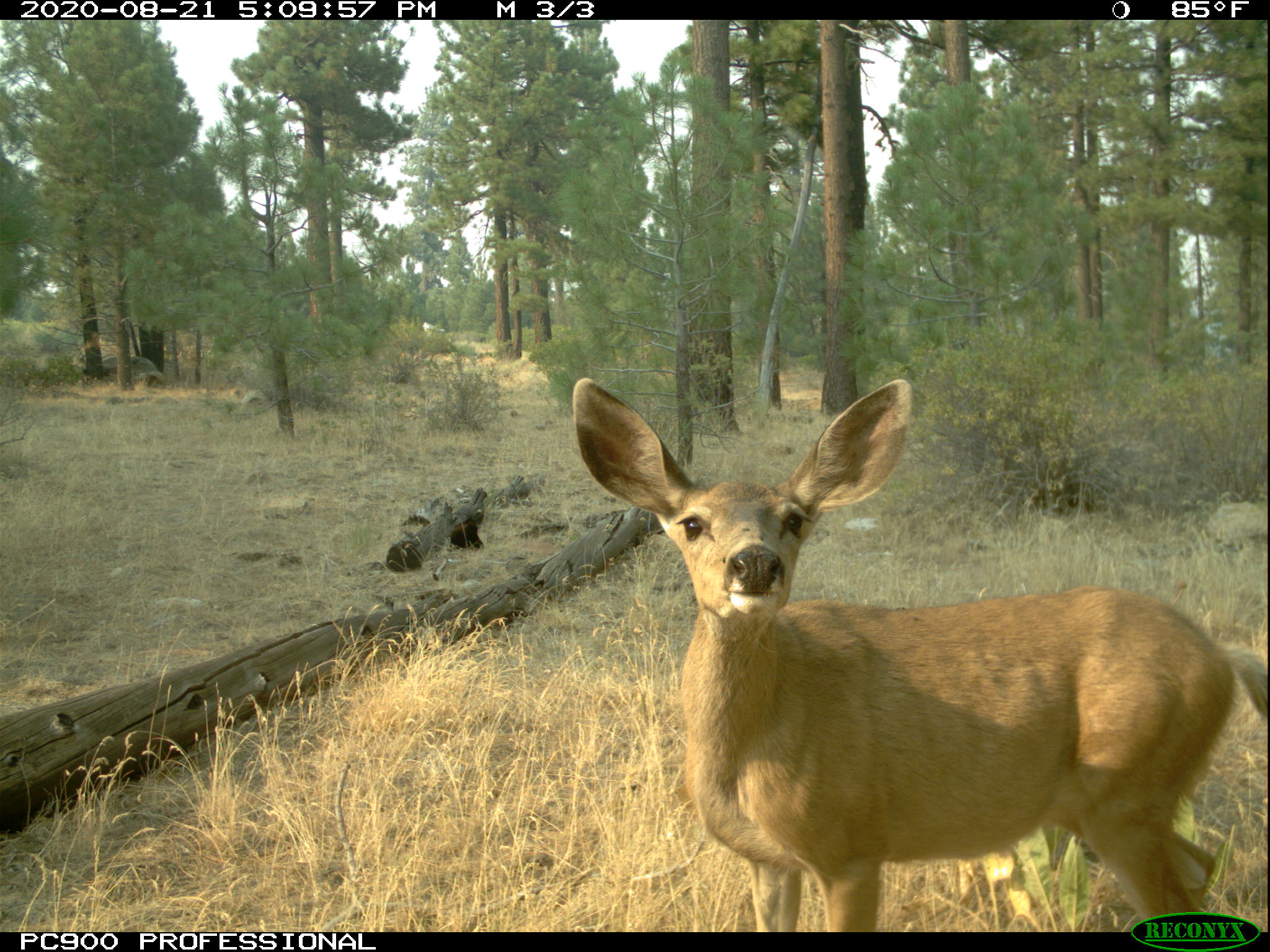 Ranch Fire Deer – Mammalian Ecology and Conservation Unit